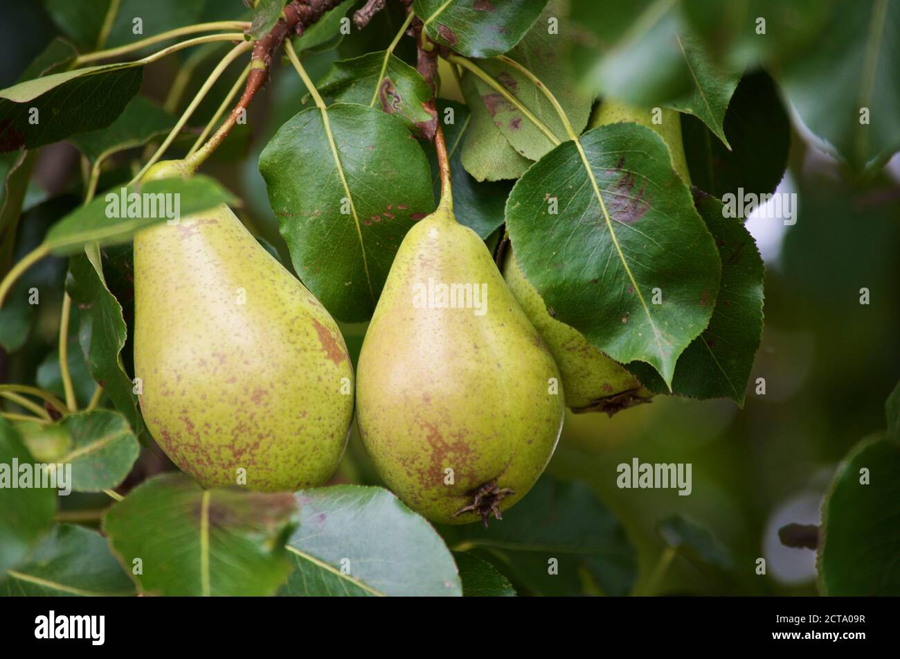 Germany, Huenfelden, pears on a tree Stock Photo - Alamy