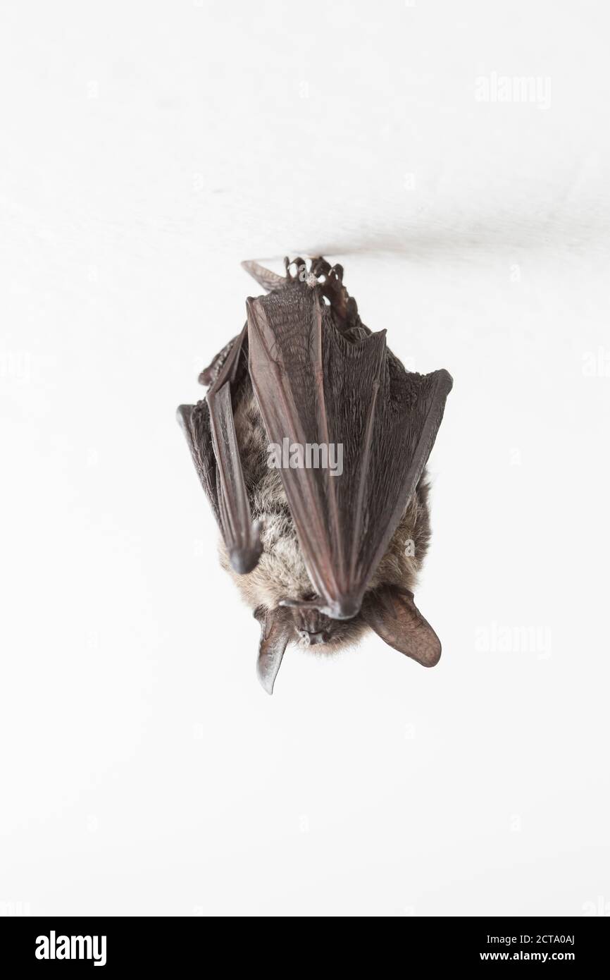 Vespertilio bat hi-res stock photography and images - Alamy