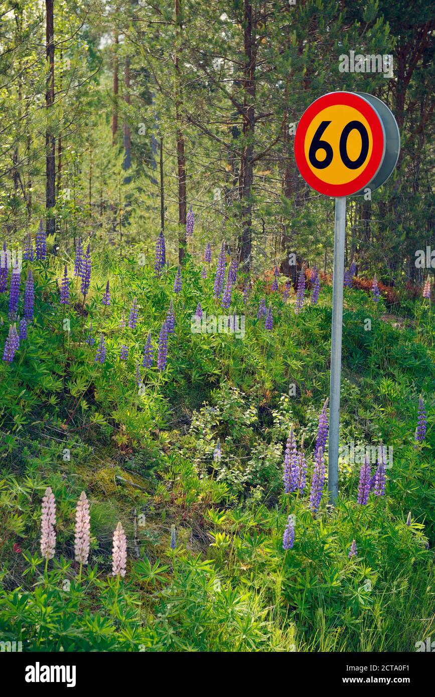 Mora tree hi-res stock photography and images - Alamy