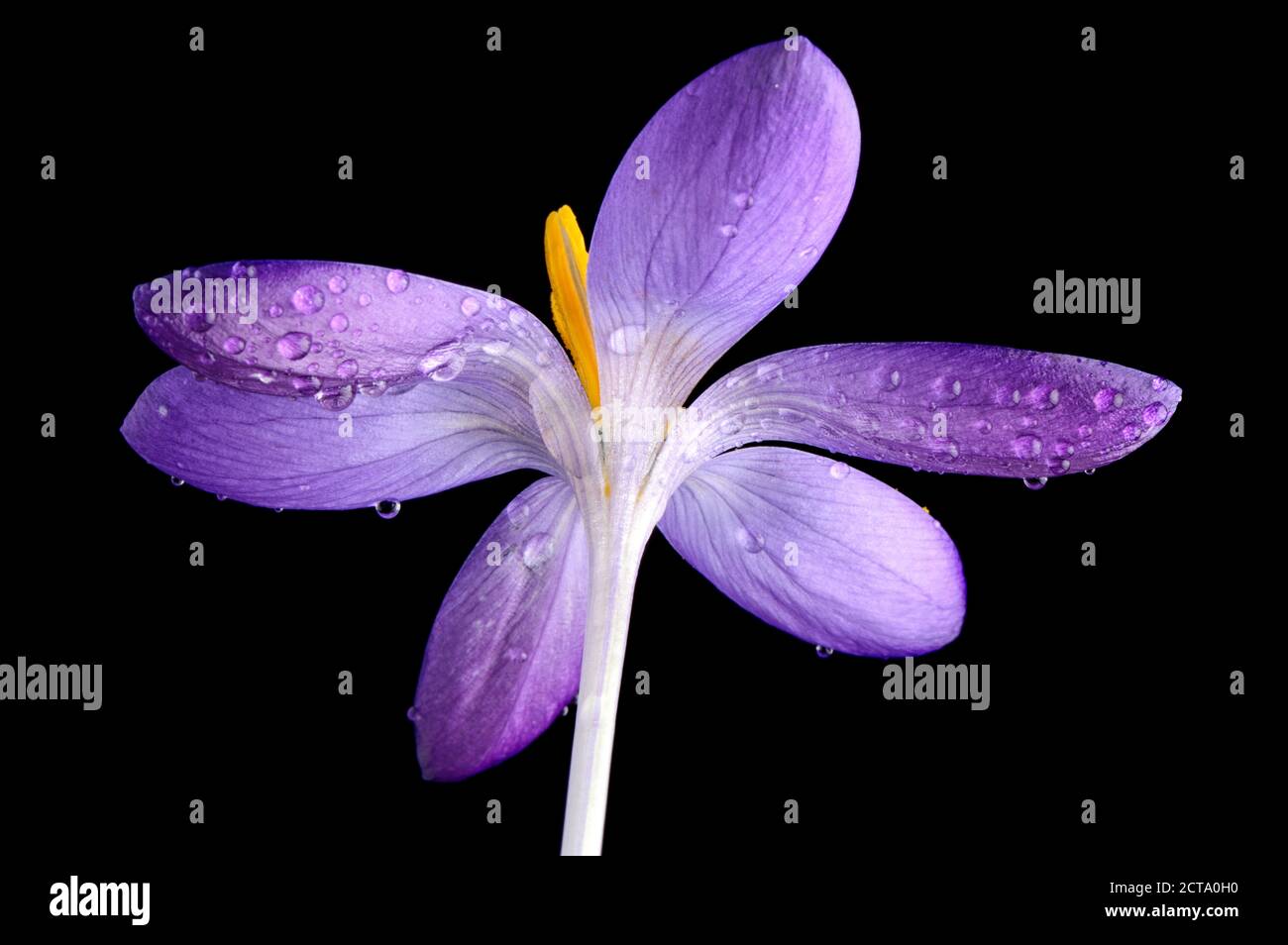 Crocus with water drops in front of black background Stock Photo - Alamy