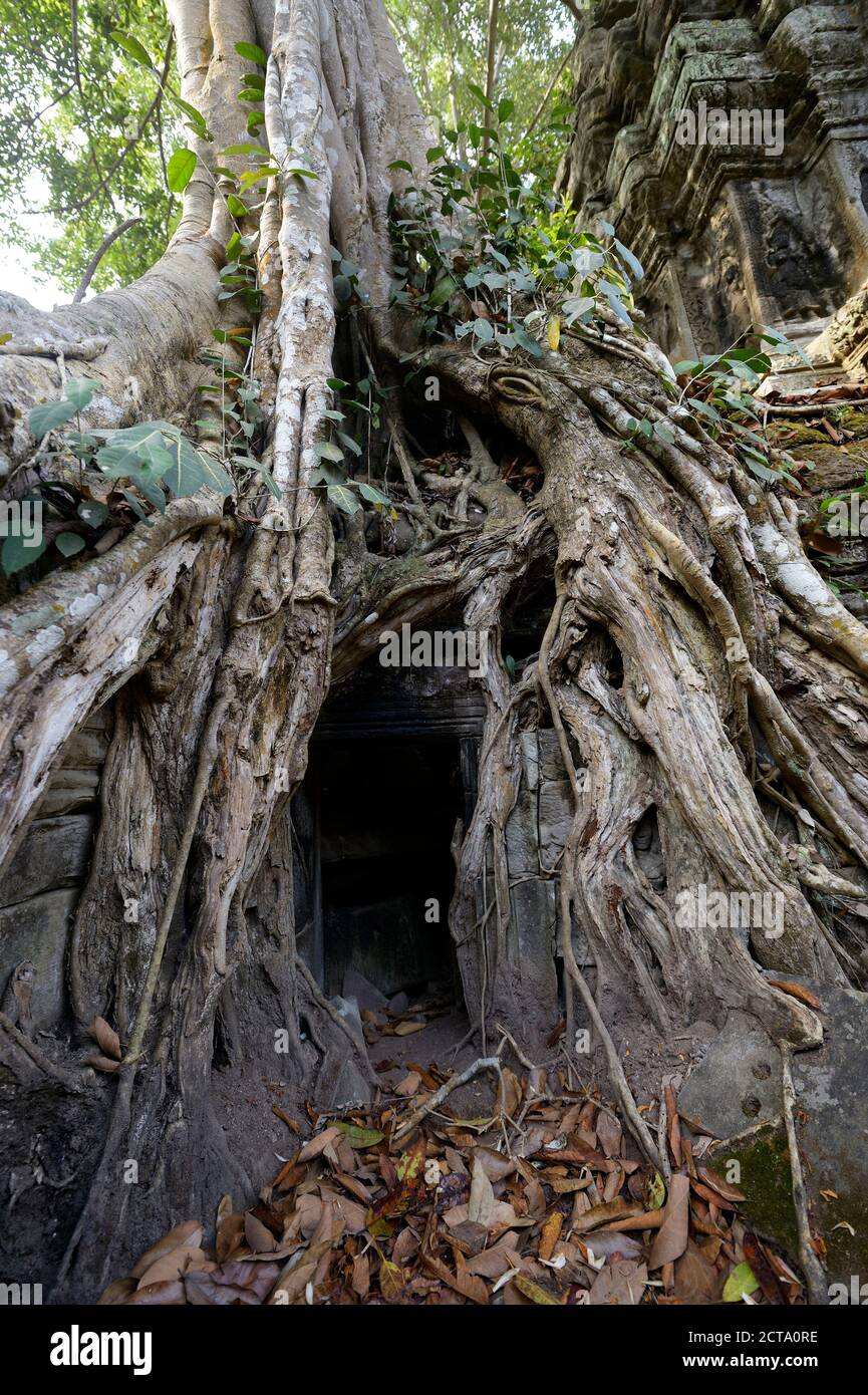 Cambodia, Siem Reap, Ta Prohm, Strangler fig growing over temple ruins ...