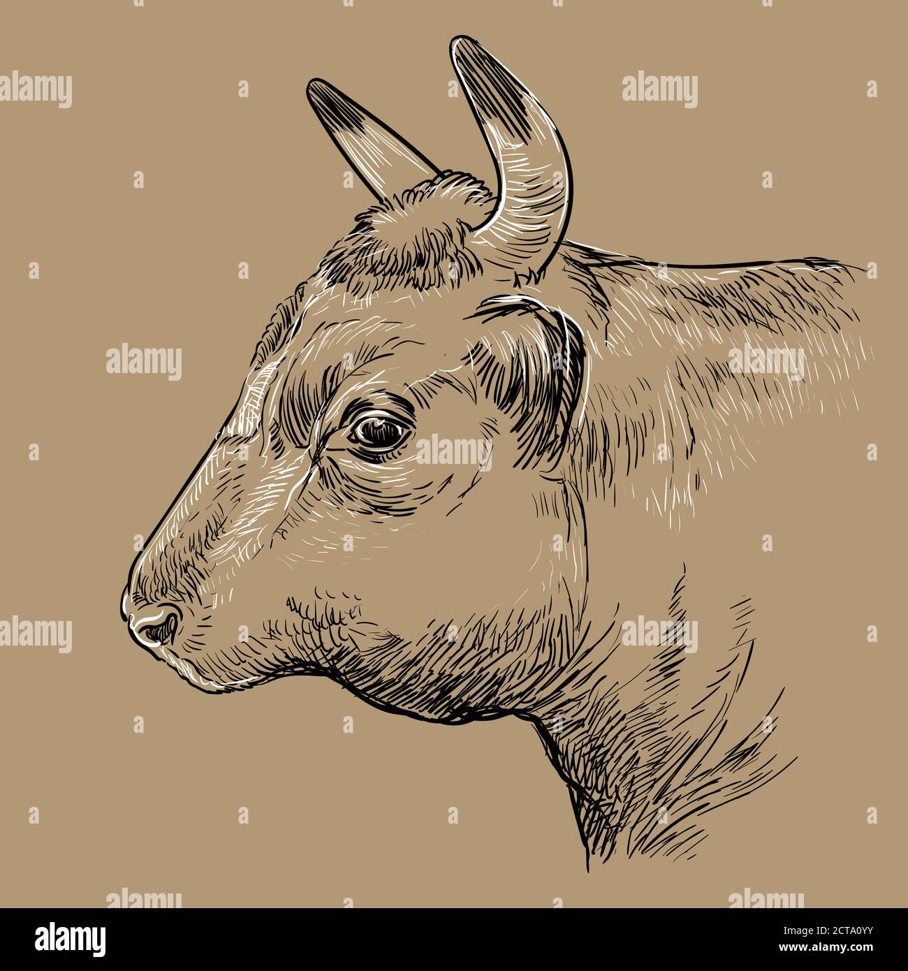 Head of bull hand drawing illustration brown Stock Vector Image & Art ...