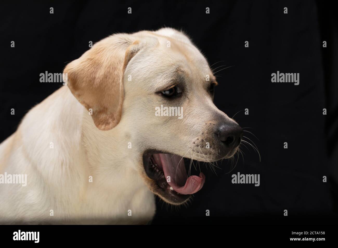 funny yawning tired Labrador retriever dog on black background Stock ...