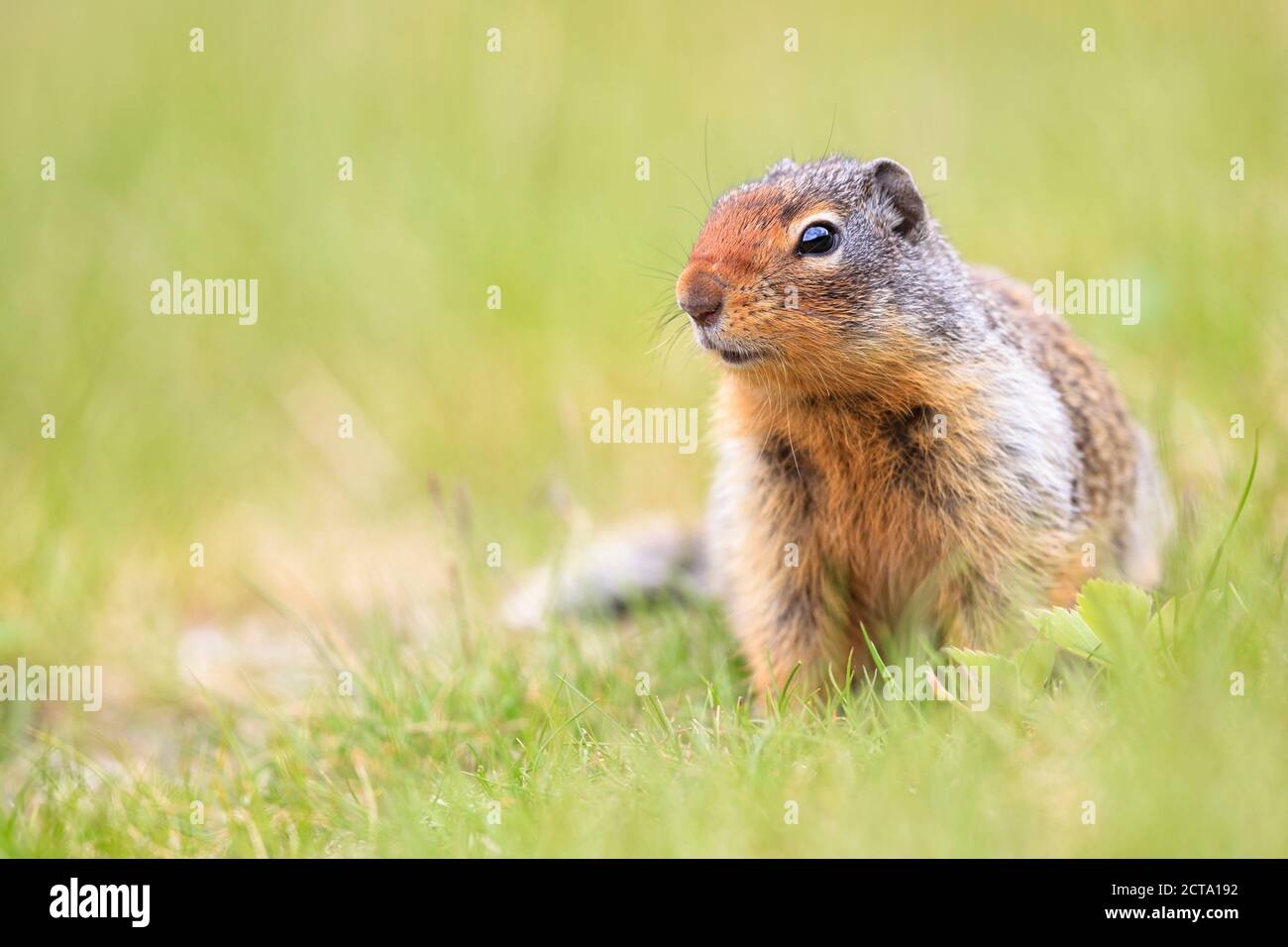 Canada, Alberta, Rocky Mountains, Jasper National Park, Banff ...