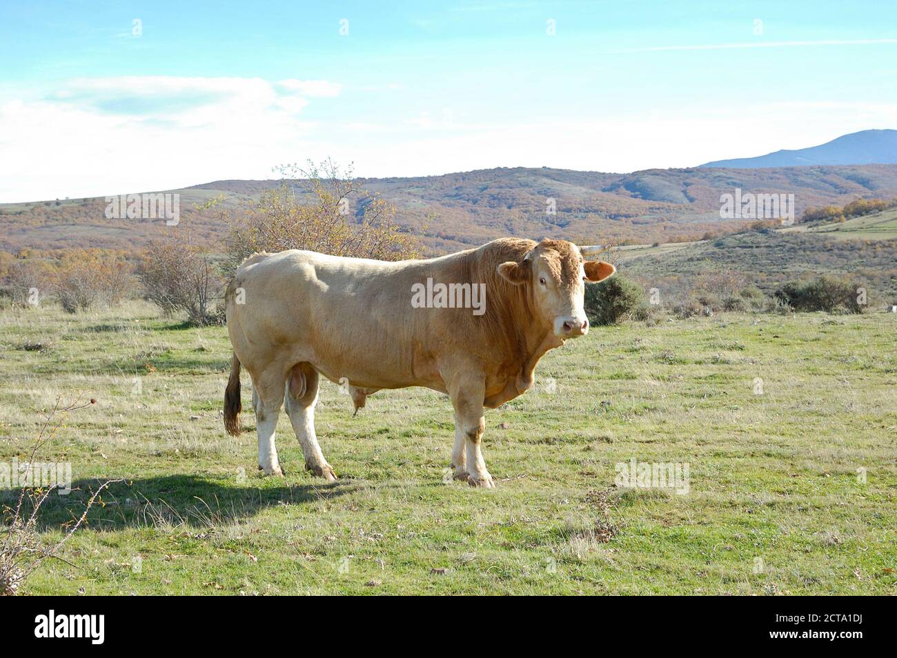 Spain bull ranch hi-res stock photography and images - Alamy