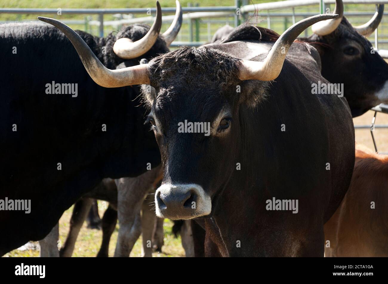 Herd of spanish cattle breed native to the western part of Cantabria ...
