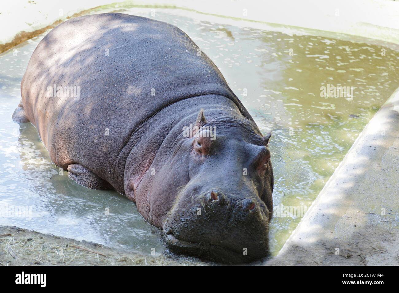 Close up of a captive common hippopotamus (hippopotamus amphibius Stock ...