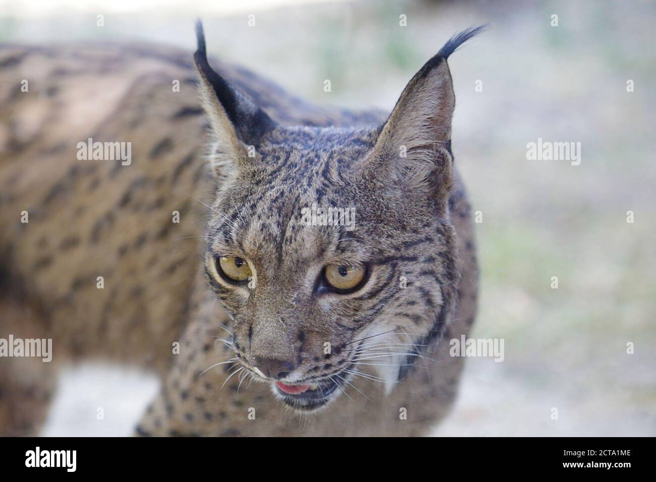 Close up of an Iberian lynx (Lynx pardinus), a wild cat species native ...