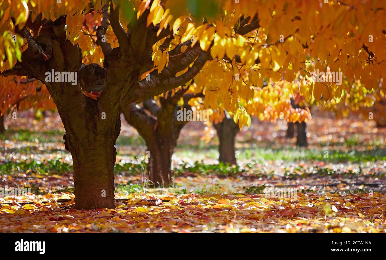 Cherry tree in autumn leaves hi-res stock photography and images - Alamy
