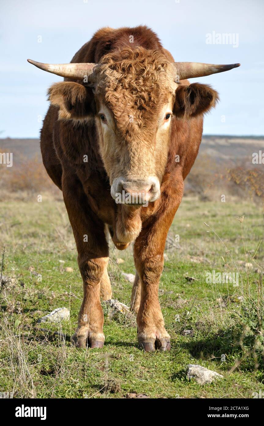 Diverse ecosystem forest animal hi-res stock photography and images - Alamy