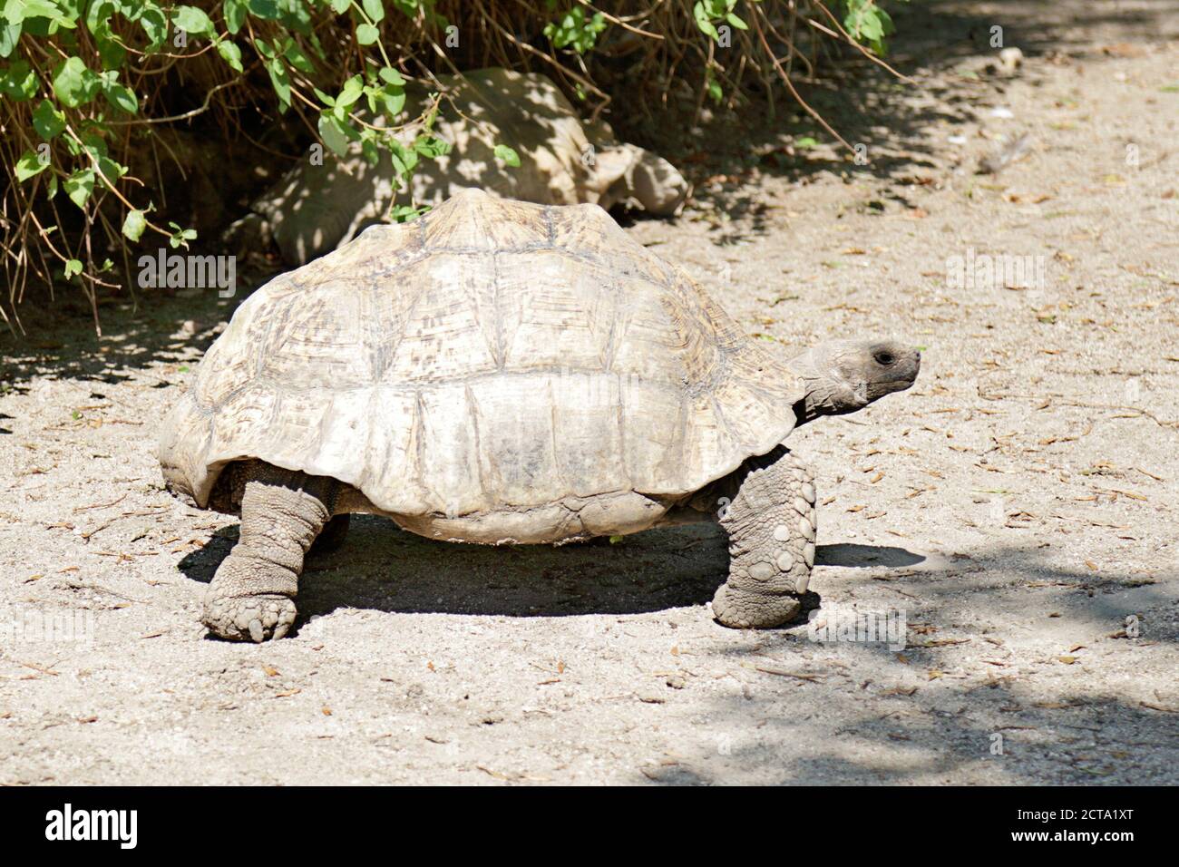 Giant tortoise walking in nature Stock Photo - Alamy