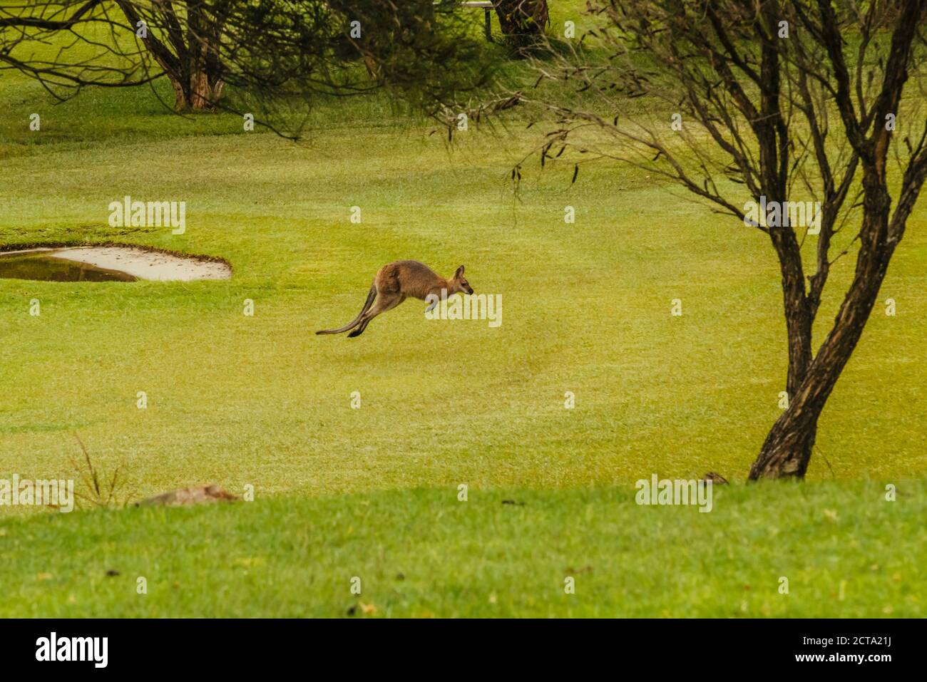 Australia, Hawks Nest, kangoroo (Macropus giganteus) on golf course ...