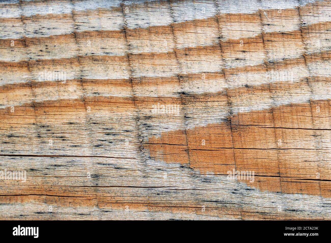 Vintage eroded wood natural pattern. Pine planed boards texture use as ...