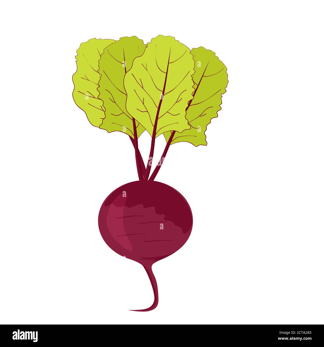 fresh beet with green leaves Stock Vector Image & Art - Alamy