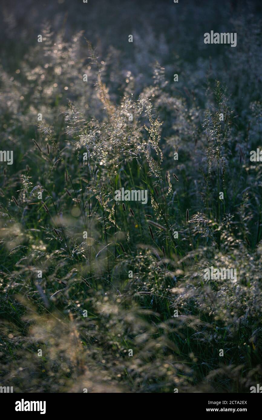 Grass in evening light Stock Photo - Alamy