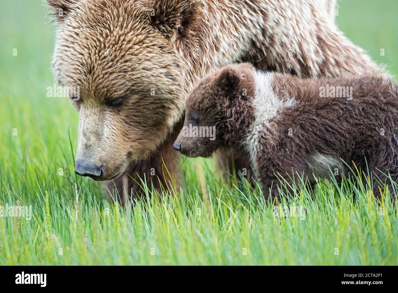 USA, Alaska, Lake Clark National Park and Preserve, Brown bear and bear ...