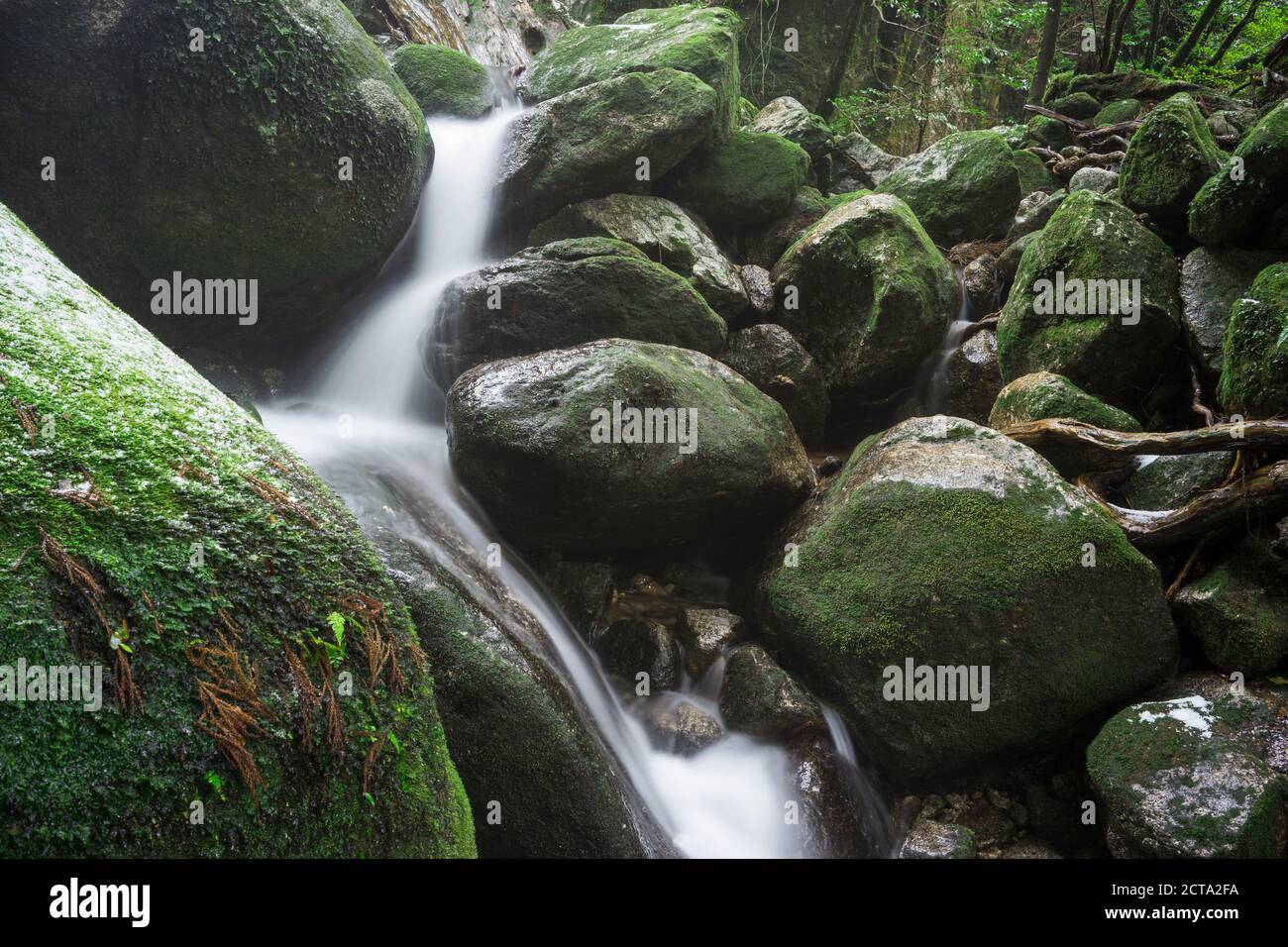 Yakushima islands forest hi-res stock photography and images - Alamy