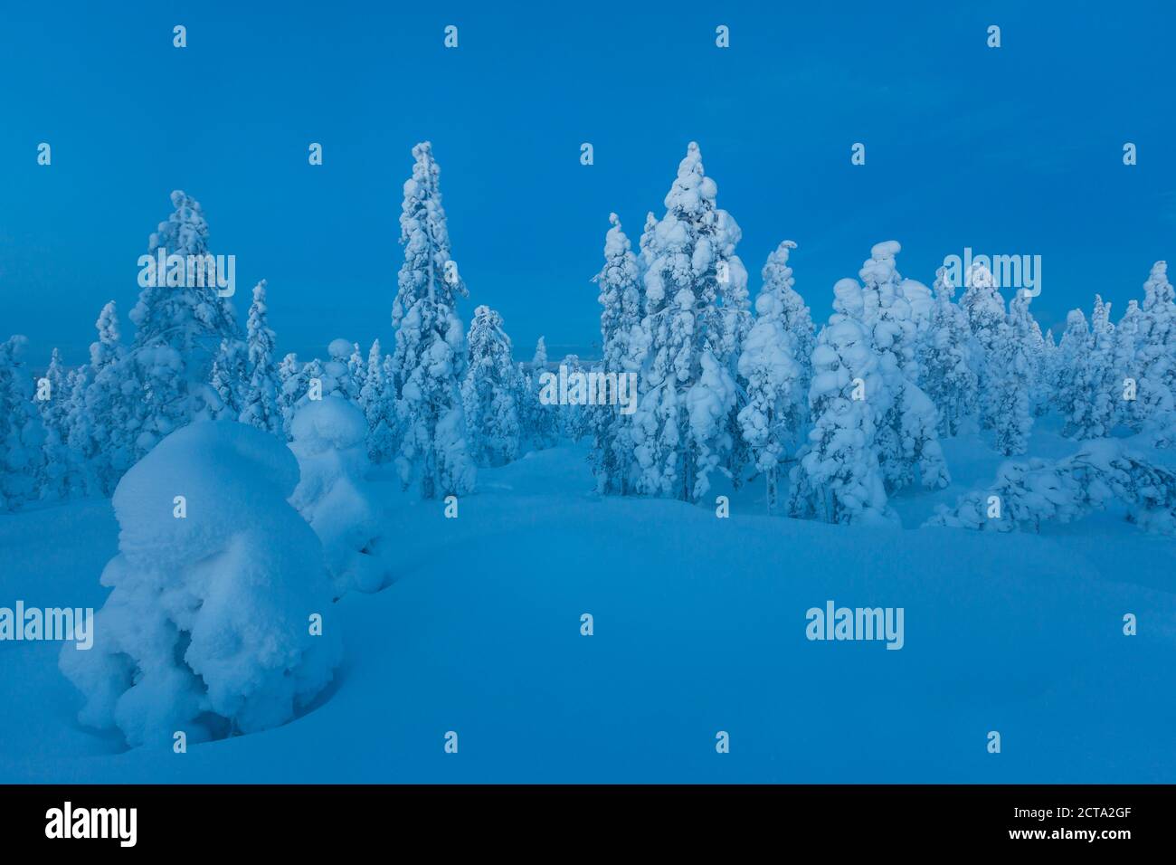 Blue winter forest hi-res stock photography and images - Alamy
