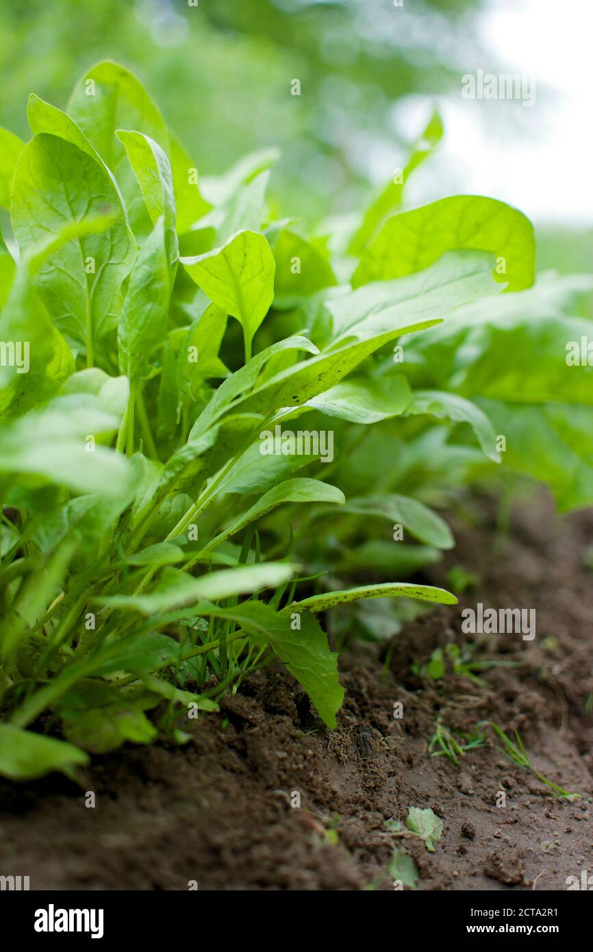 Spinach plants hi-res stock photography and images - Alamy