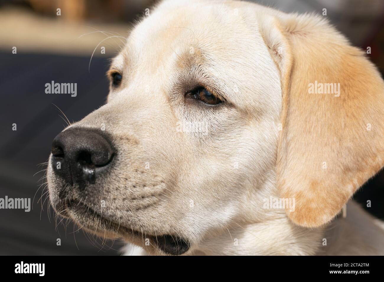 Cute Labrador retriever puppy head shot portrait in outdoor Stock Photo ...