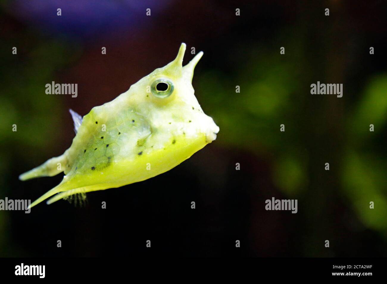 Close up of a longhorn cowfish (lactoria cornuta), also called the ...