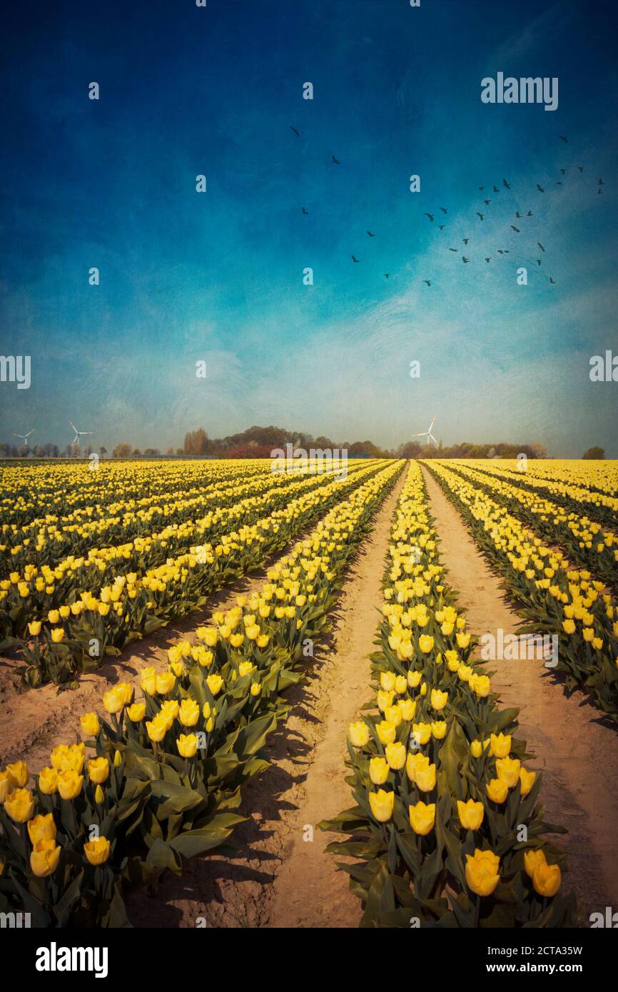 Yellow tulip field, alienation Stock Photo - Alamy