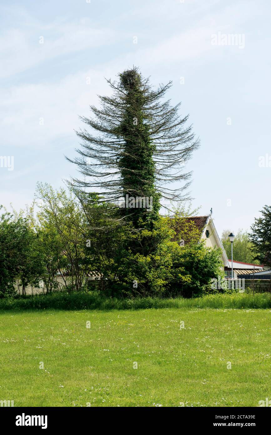 Detached house hidden behind tree hi-res stock photography and images ...
