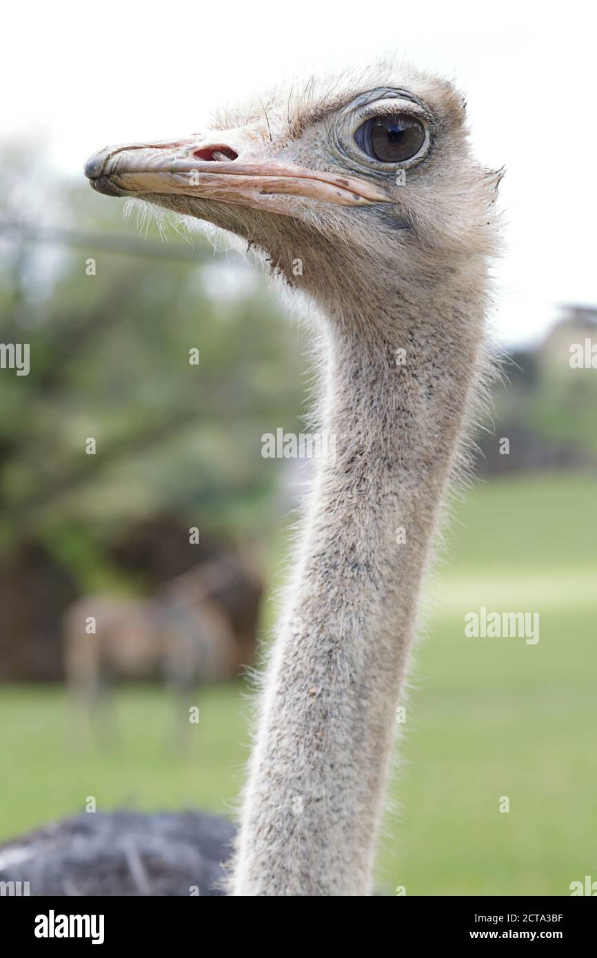 Detail of the head of an ostrich Stock Photo - Alamy