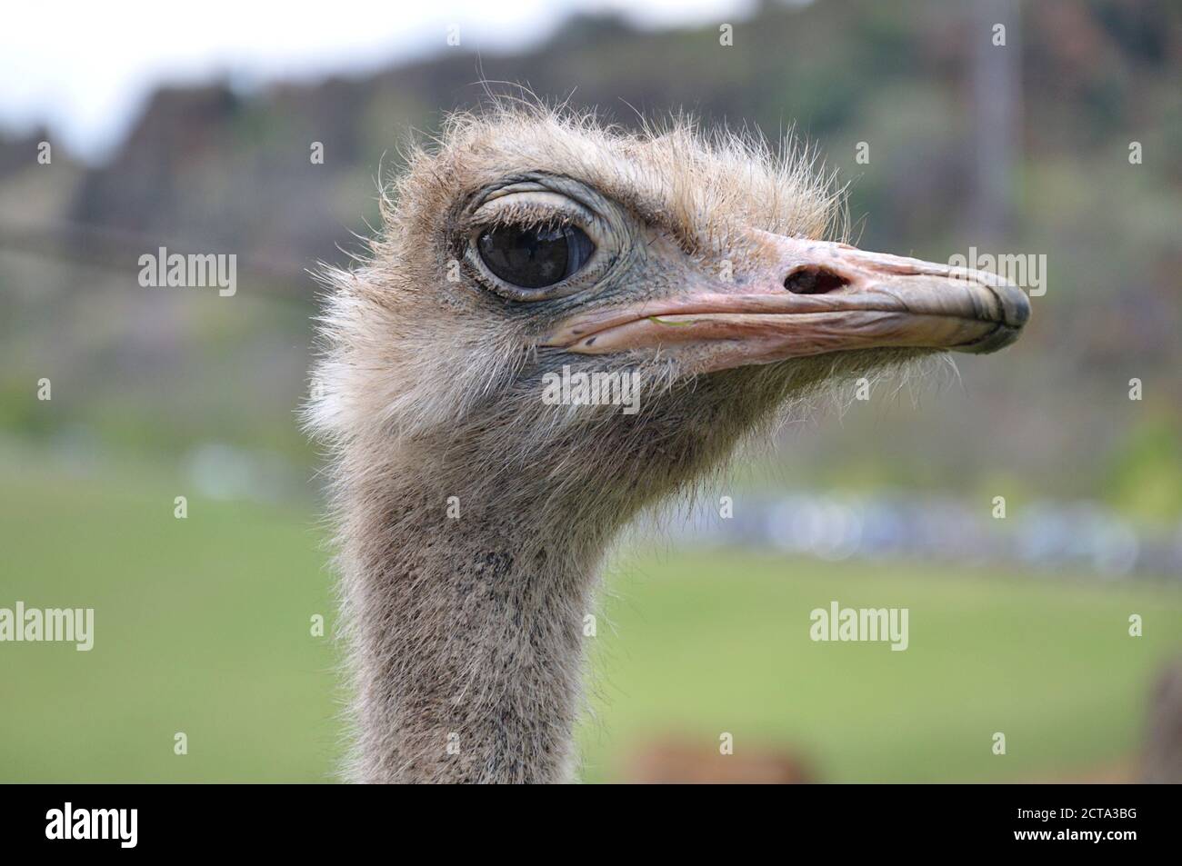 Detail of the head of an ostrich Stock Photo - Alamy
