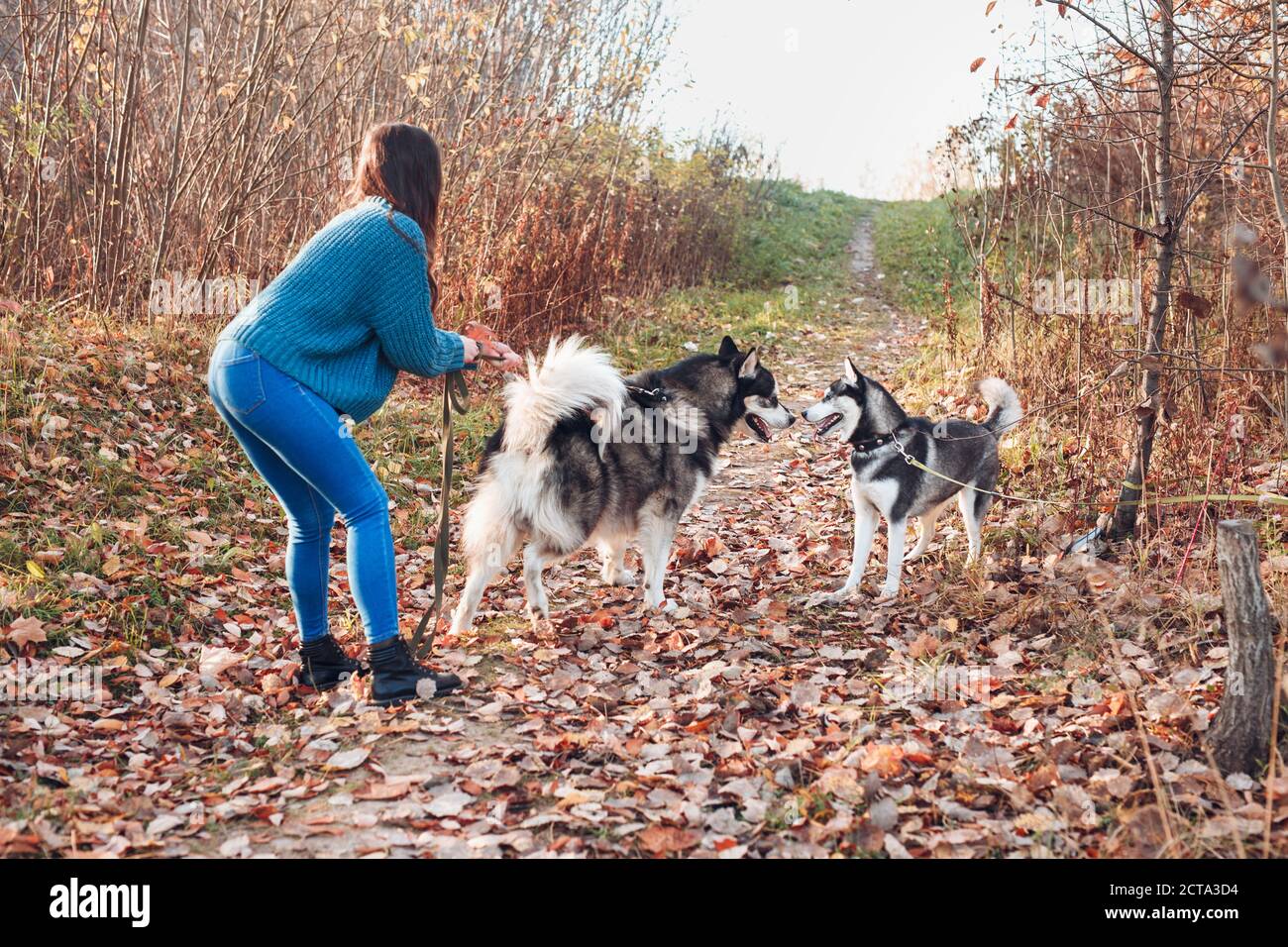 two big dogs on a walk get to know each other Stock Photo - Alamy