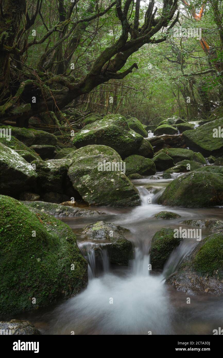 Yakushima islands forest hi-res stock photography and images - Alamy