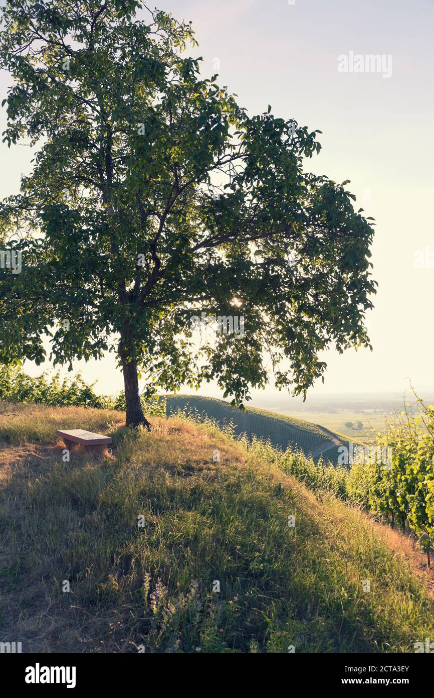 Single tree on a hill at back light hi-res stock photography and images ...
