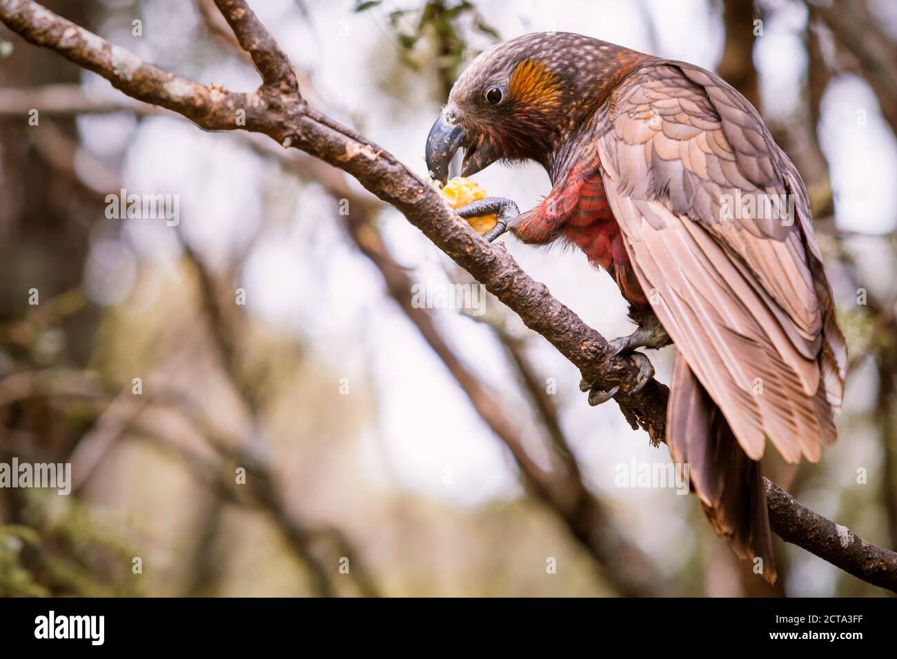 New Zealand, Pukaha Mount Bruce National Wildlife Centre, Kaka (Nestor ...