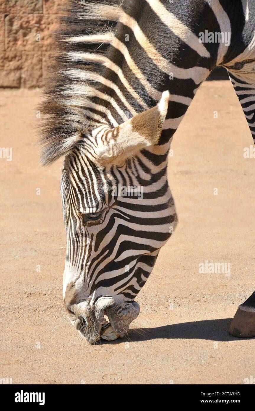 Stable ecosystem hi-res stock photography and images - Alamy