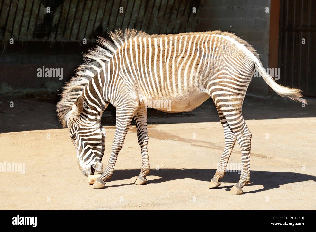 Stable ecosystem hi-res stock photography and images - Alamy