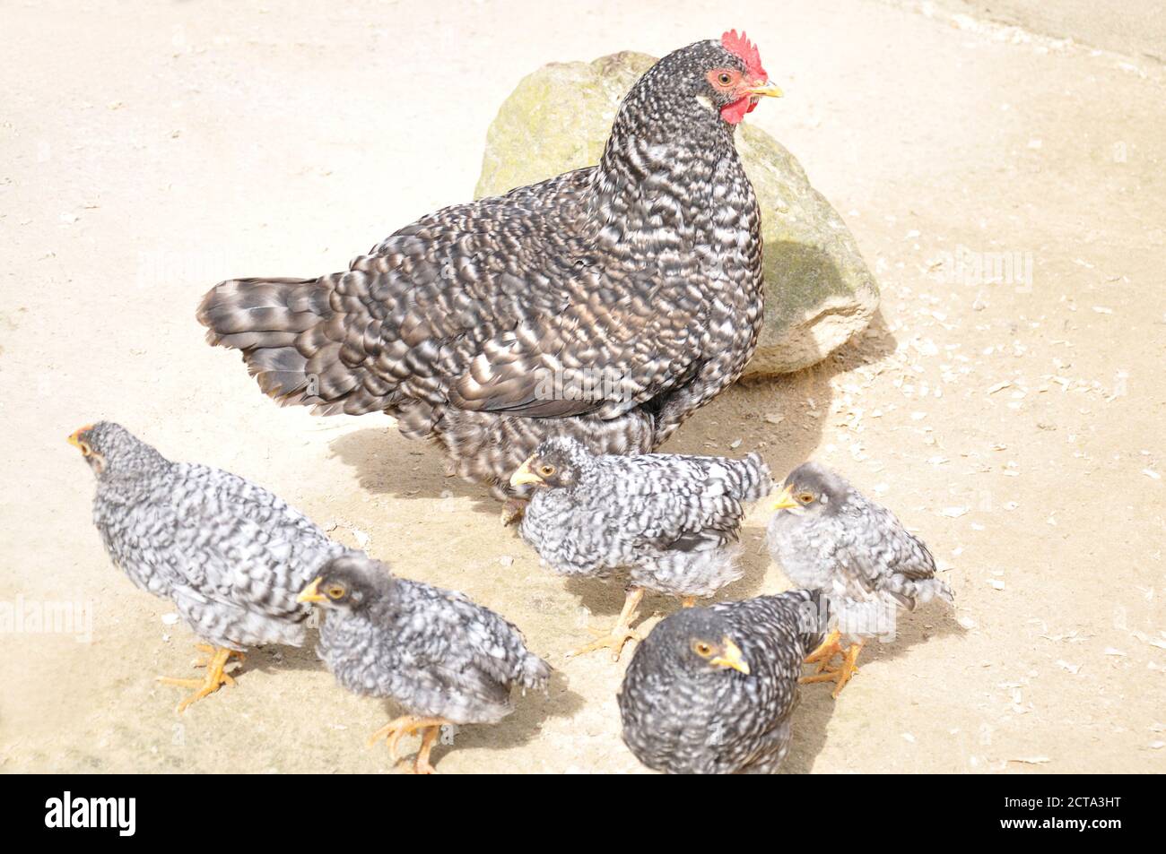Mother chicken with its baby chicks Stock Photo - Alamy