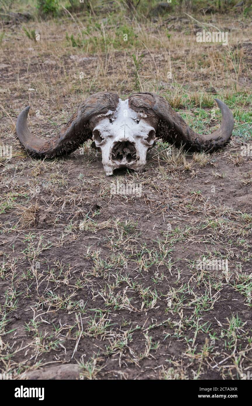 African buffalo skull hi-res stock photography and images - Alamy