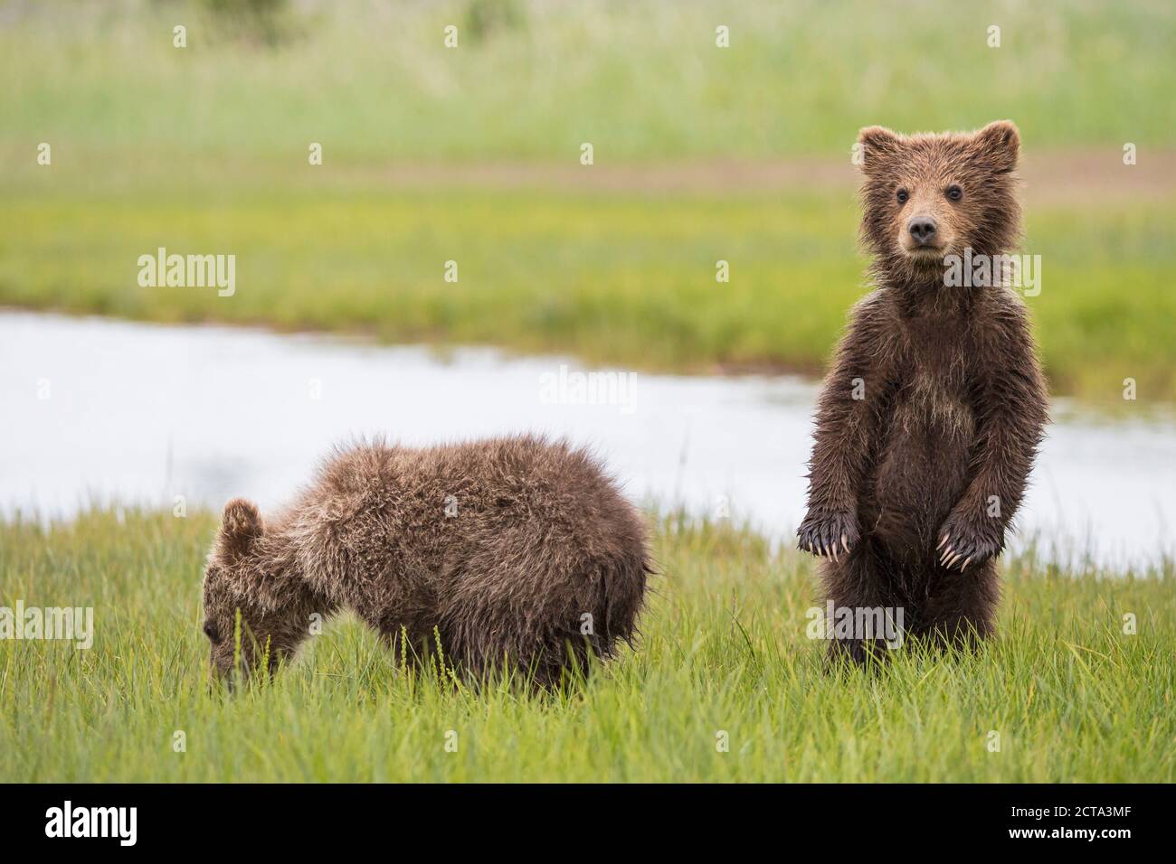 USA, Alaska, Lake Clark National Park and Preserve, Brown bear cubs ...