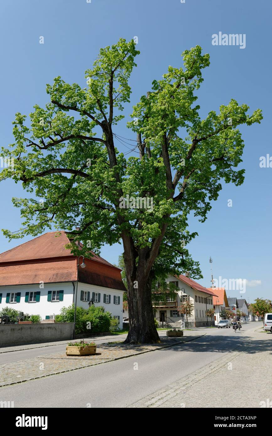 Linden tree house hi-res stock photography and images - Alamy