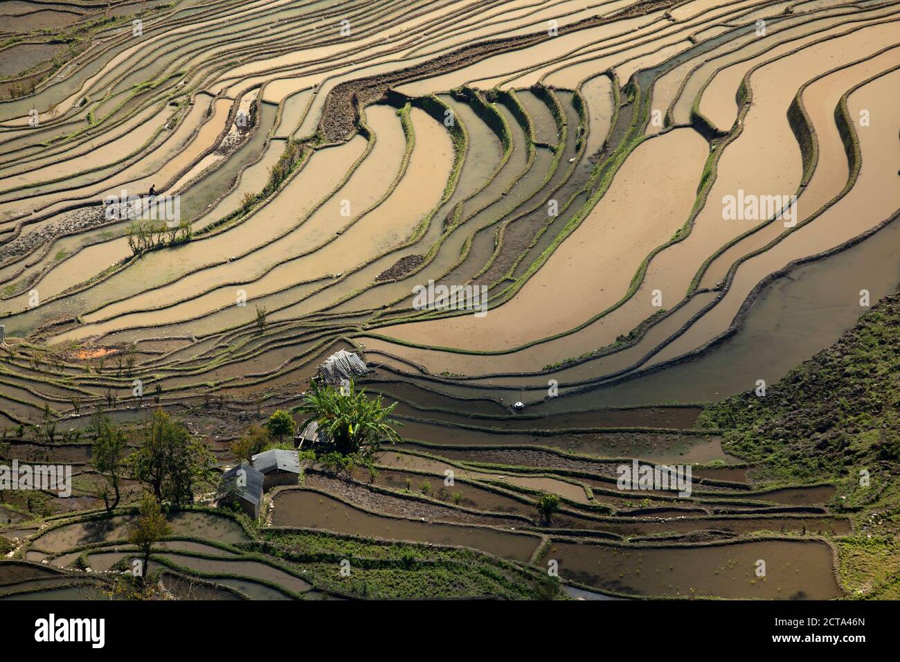 China, Yunnan, Yuanyang, Farmer ploughing in rice terraces Stock Photo ...