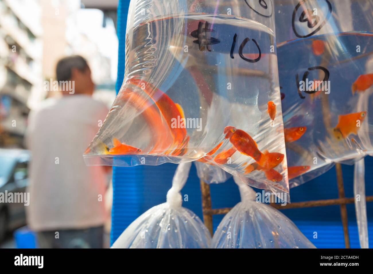 China, Hong Kong, plastic bag with goldfish at the fish market Mong Kok ...