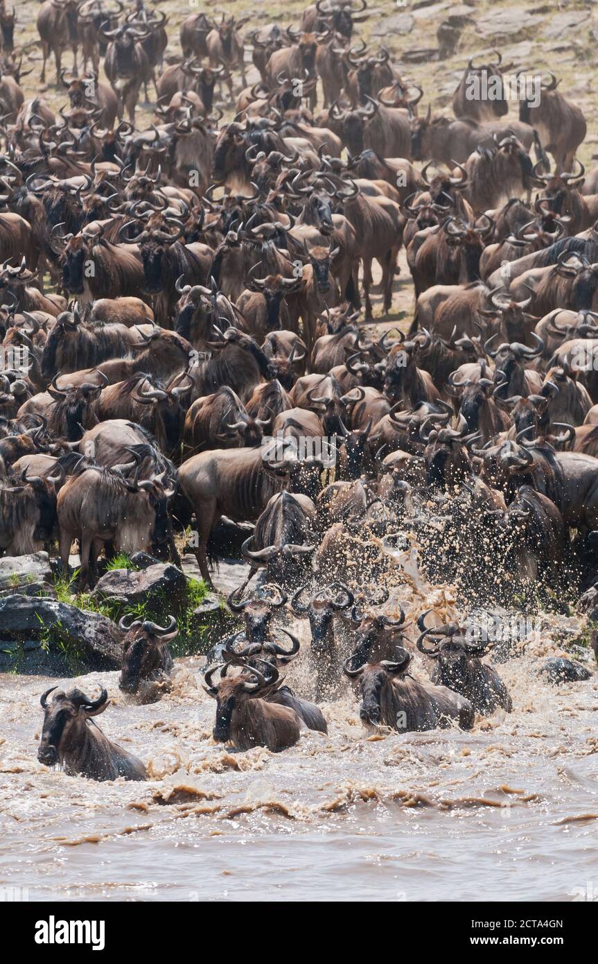 Gnus walking in maasai mara hi-res stock photography and images - Alamy