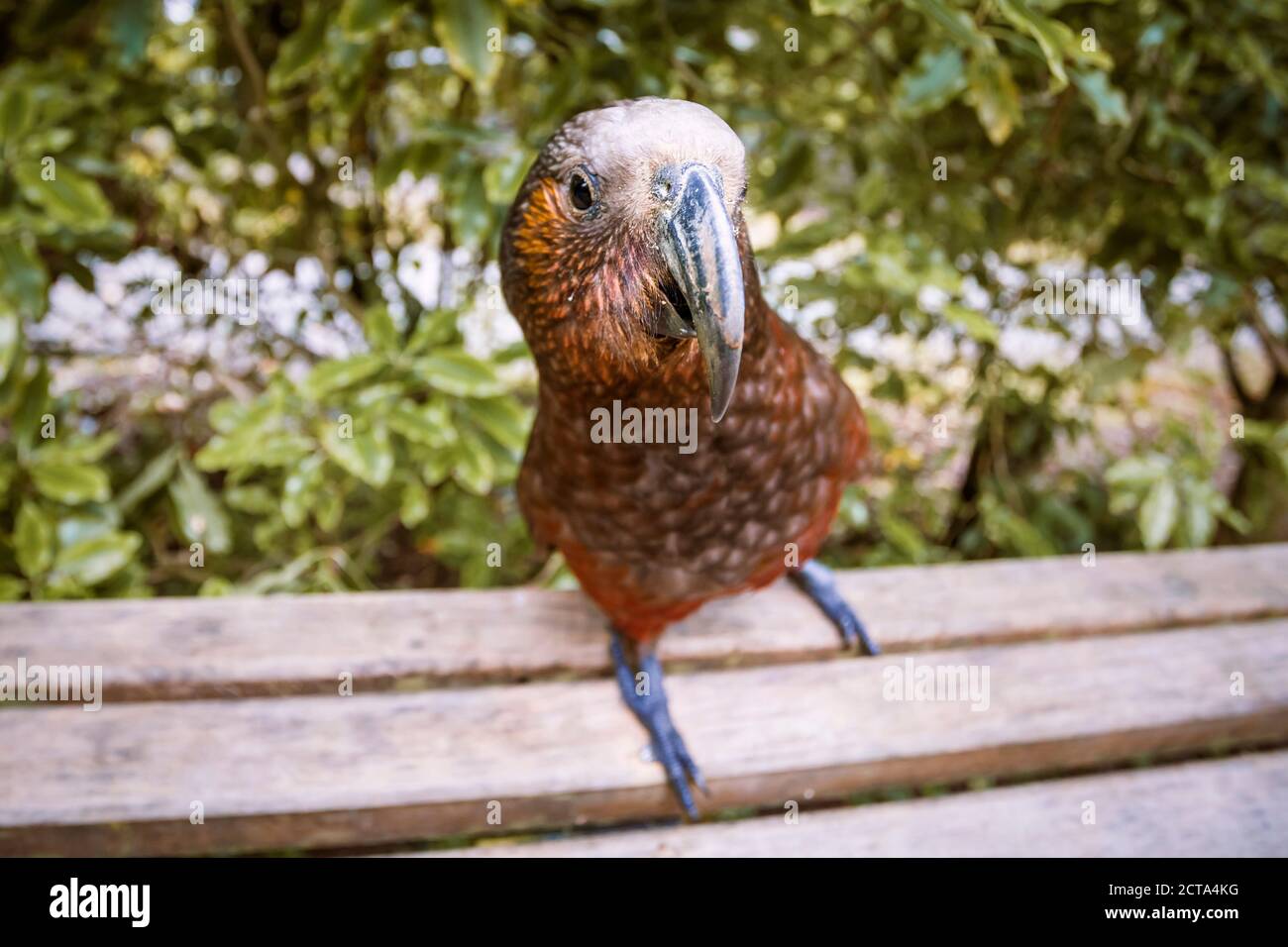 New Zealand, Pukaha Mount Bruce National Wildlife Centre, Kaka (Nestor ...