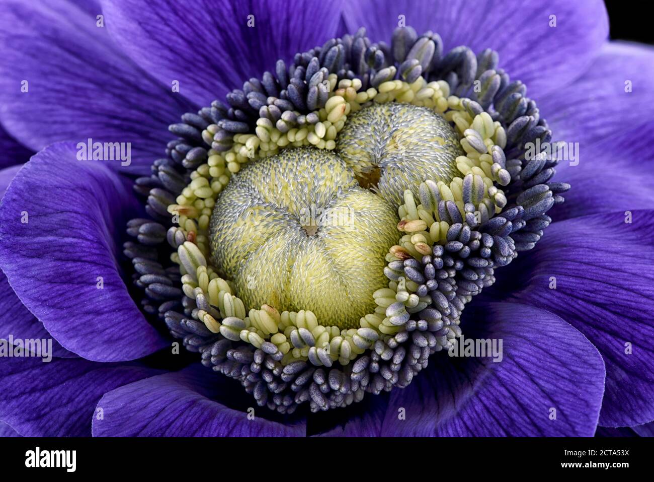 Detail of violet anemone Stock Photo - Alamy
