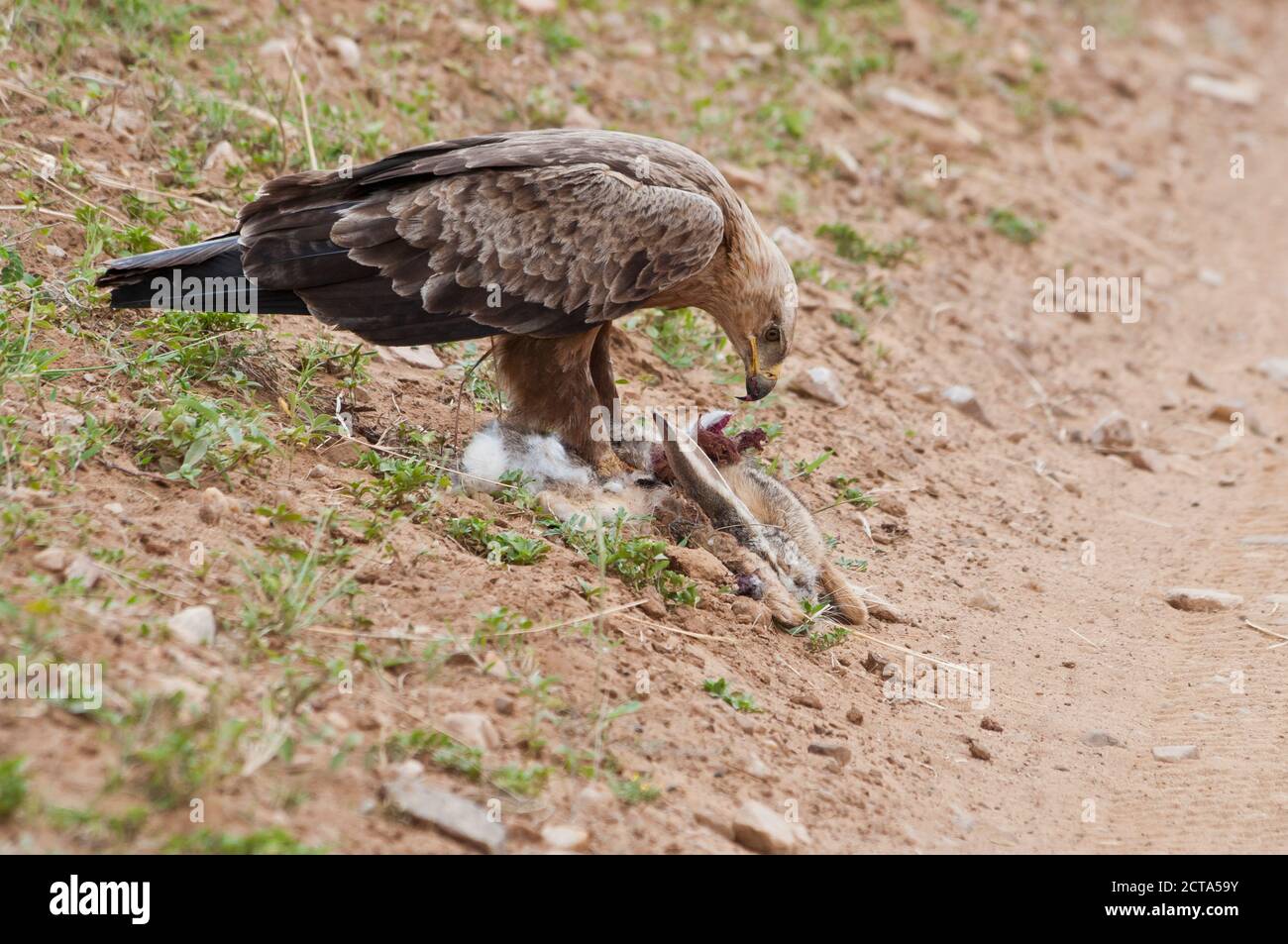 Africa, Kenya, Tawny eagle with killed rabbit at Maasai Mara National ...