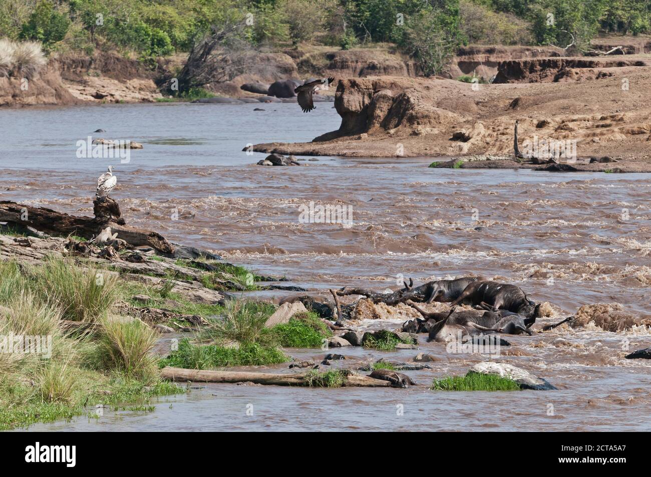 Africa, Kenya, Maasai Mara National Reserve, dead Common Wildebeests ...