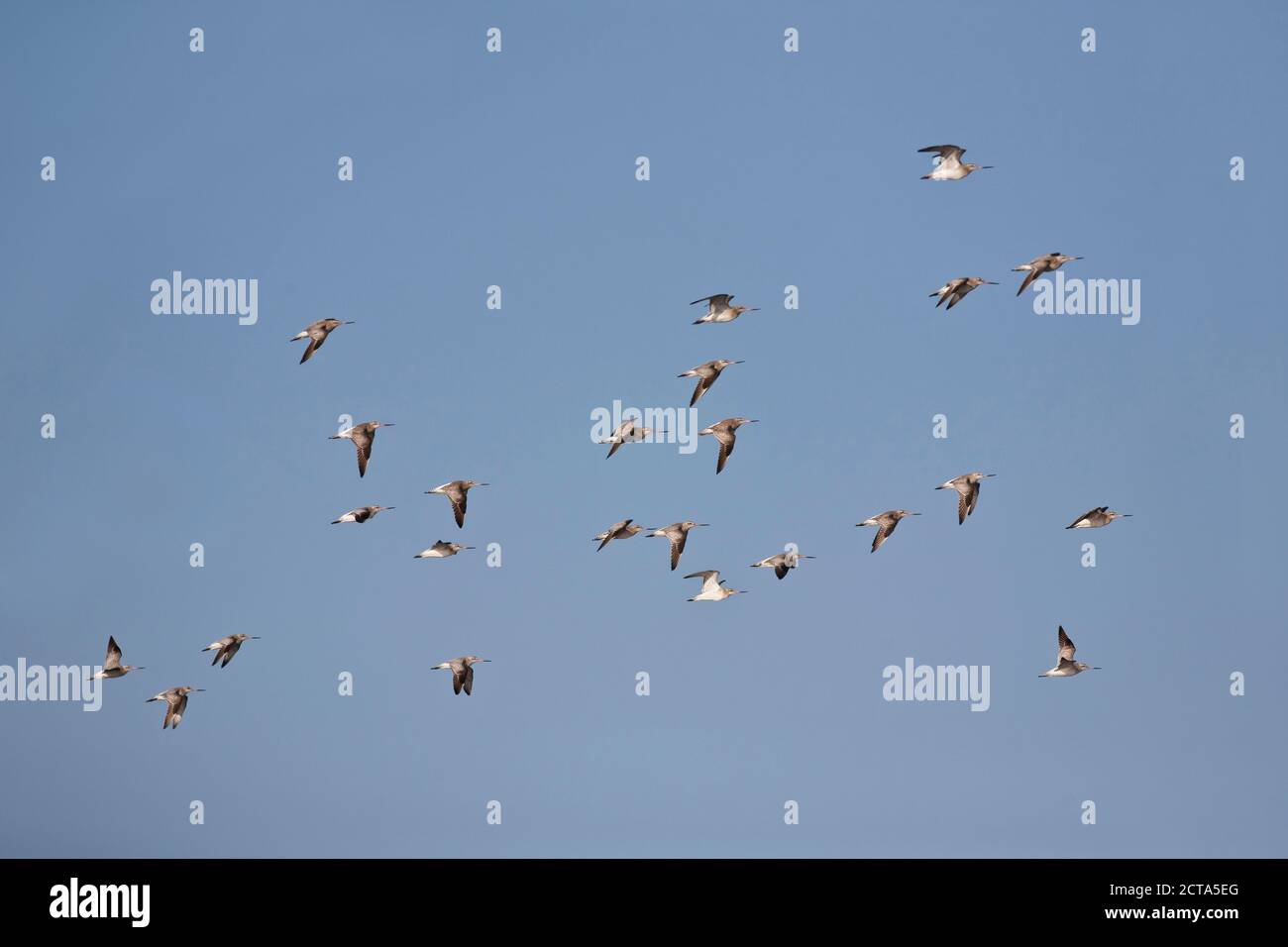 Sandpipers flock hi-res stock photography and images - Alamy