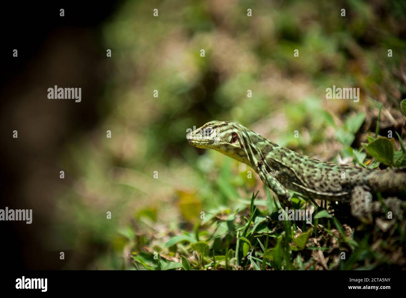 Peru, Andes, Lizard at Machu Picchu Stock Photo - Alamy