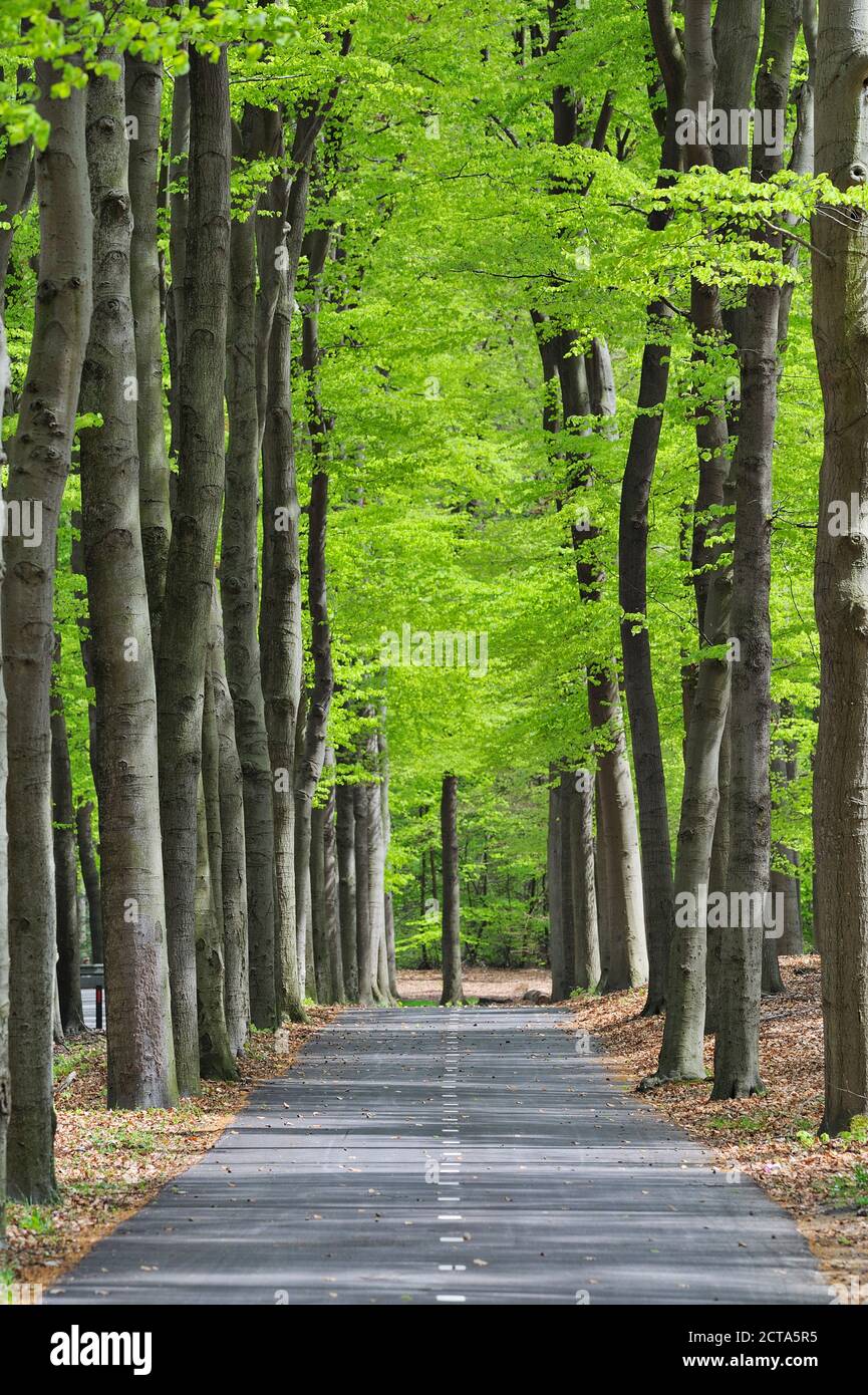 Treelined track through deciduous forest hi-res stock photography and images - Alamy