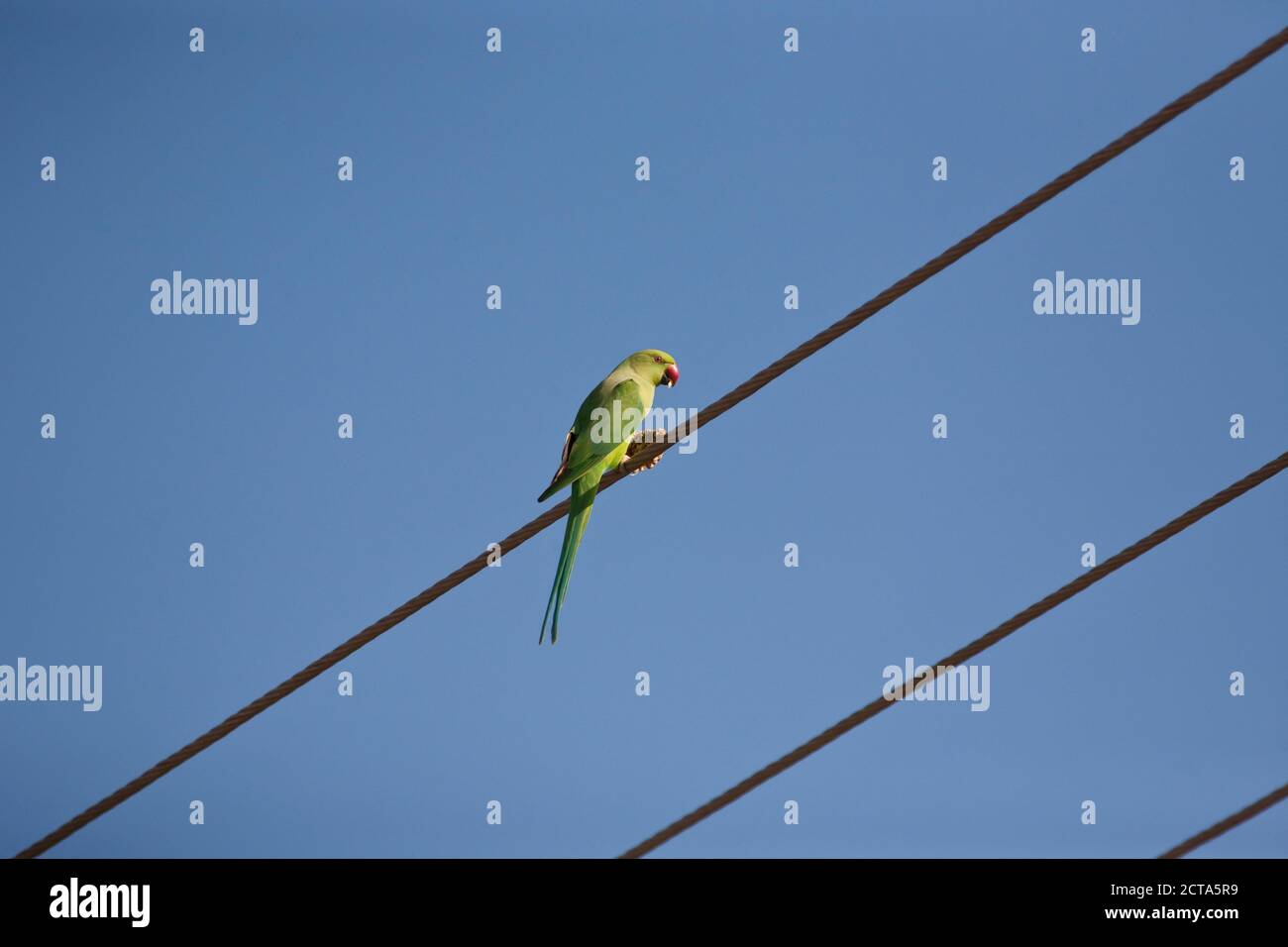 Oman, Alexandrine parakeet sitting on power line Stock Photo - Alamy